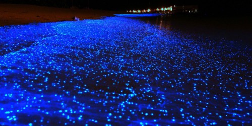 ¡5 PLAYAS BIOLUMINSCENTES EN MÉXICO! – Travel Zone